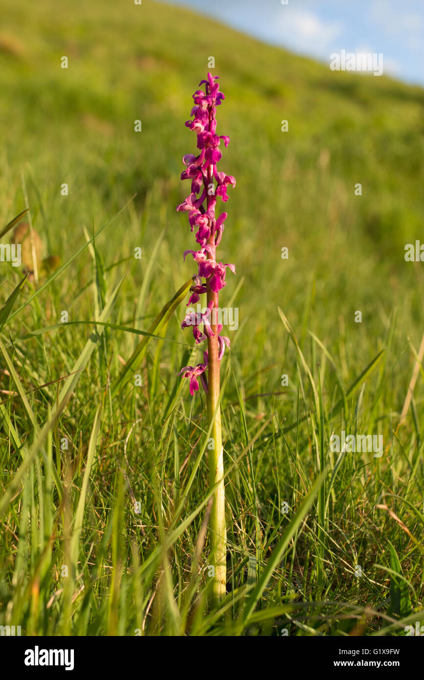 Orchidae hi-res stock photography and images - Alamy