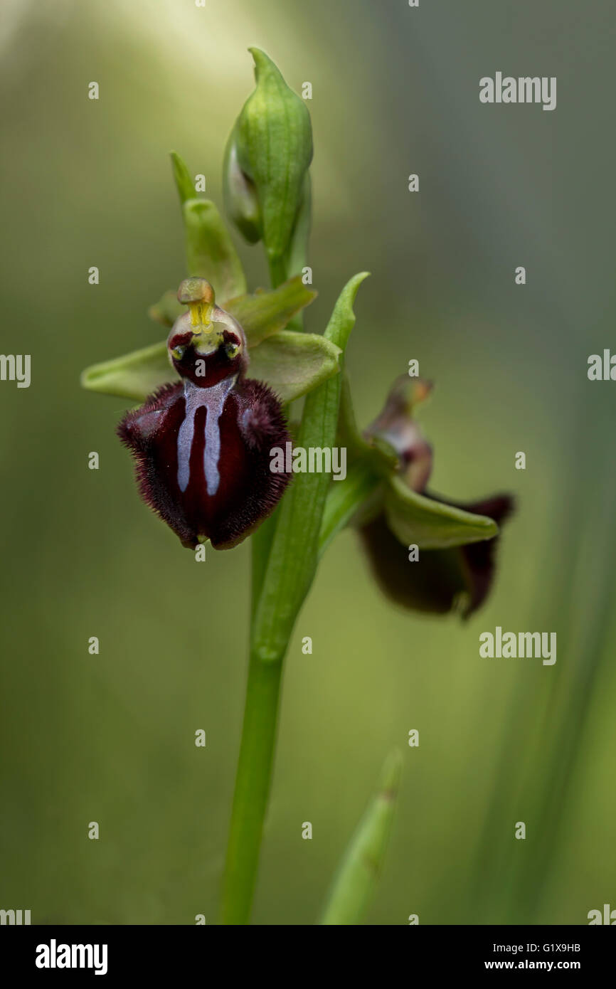 Early Spider-orchid (Ophrys sphegodes Stock Photo - Alamy