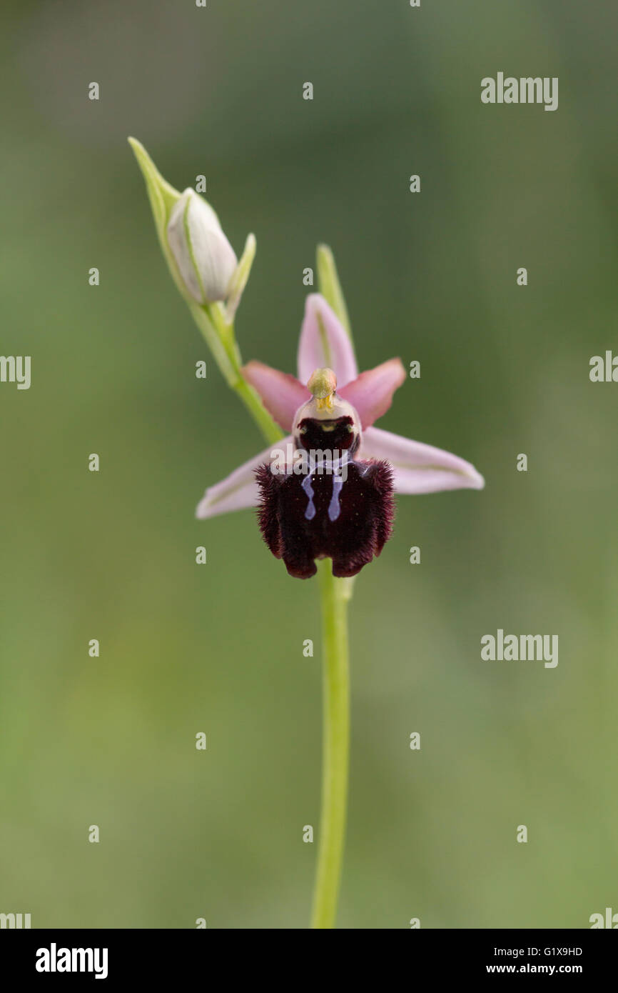 Early Spider-orchid (Ophrys sphegodes Stock Photo - Alamy