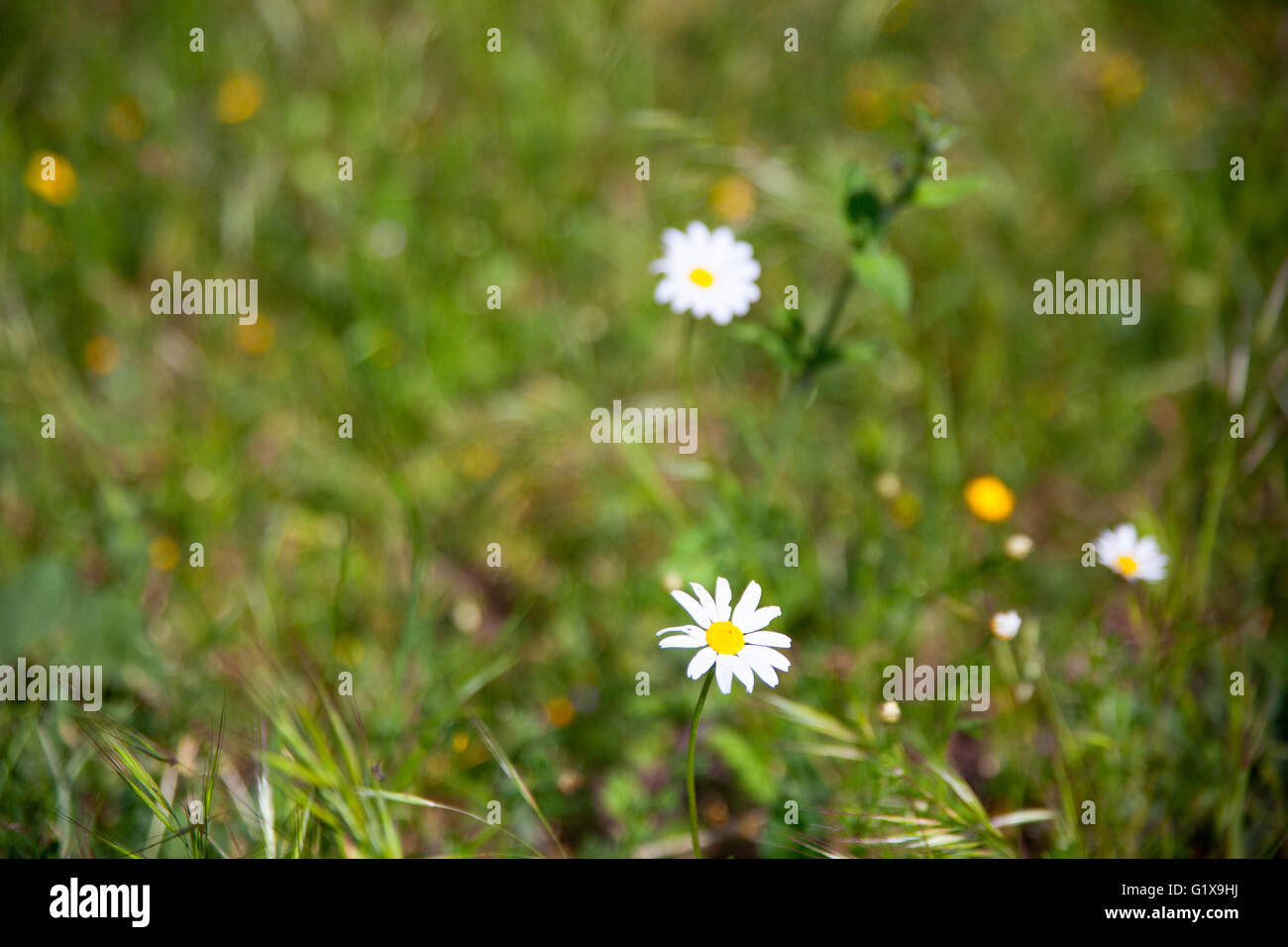 Daisies bloom hi-res stock photography and images - Alamy
