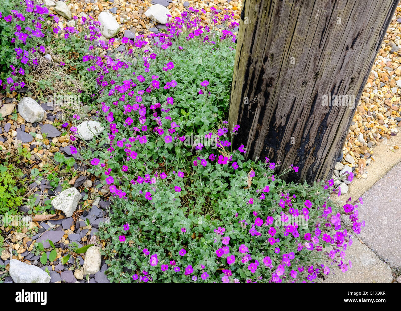 Springtime flowers as seen at the base of a utility pole showing a high ...