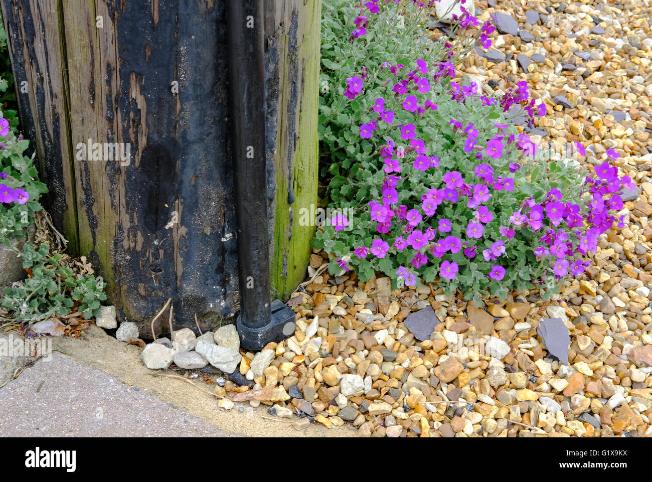 Springtime flowers as seen at the base of a utility pole showing a high ...