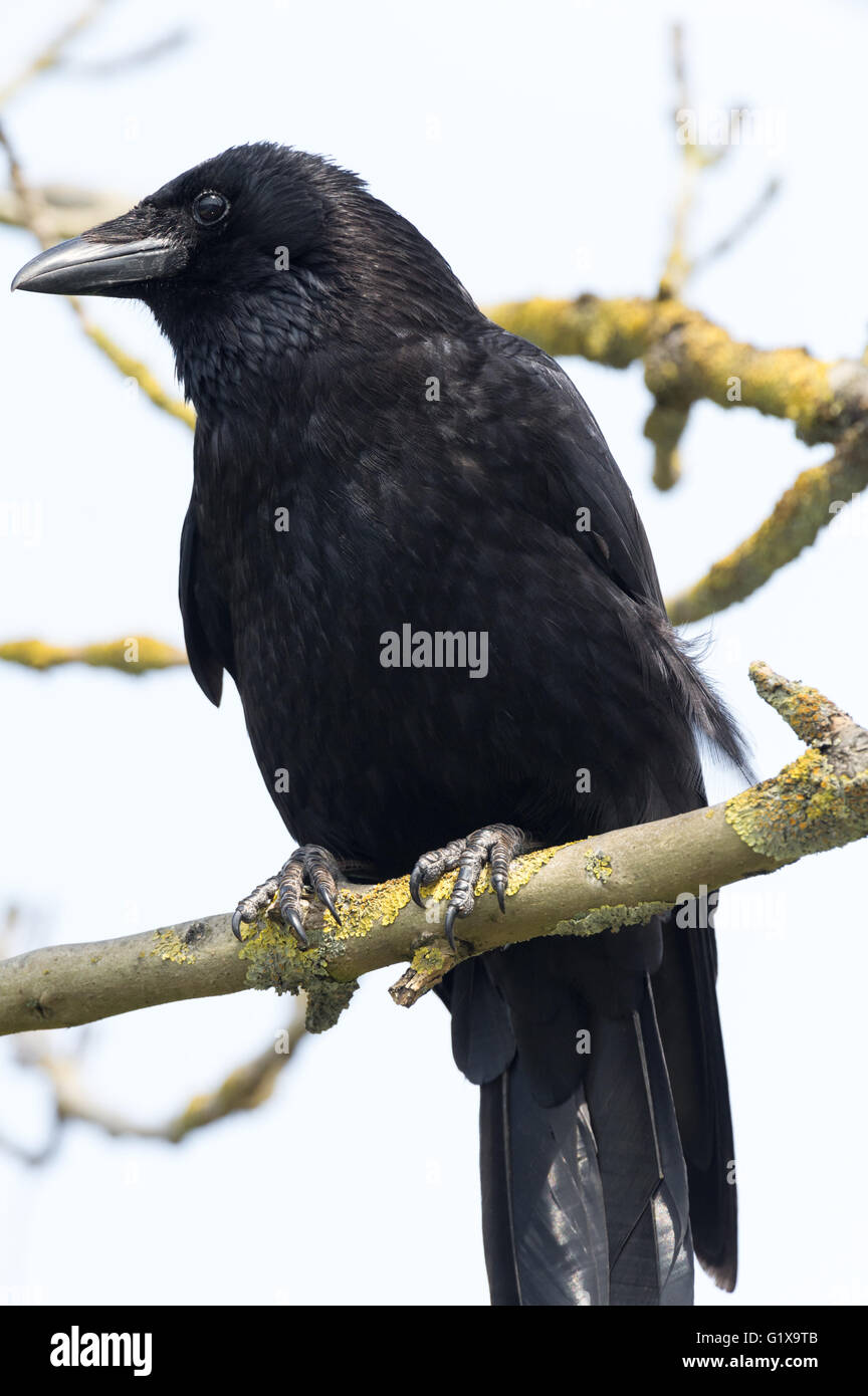 Large black bird the carrion crow sitting on a branch Stock Photo - Alamy
