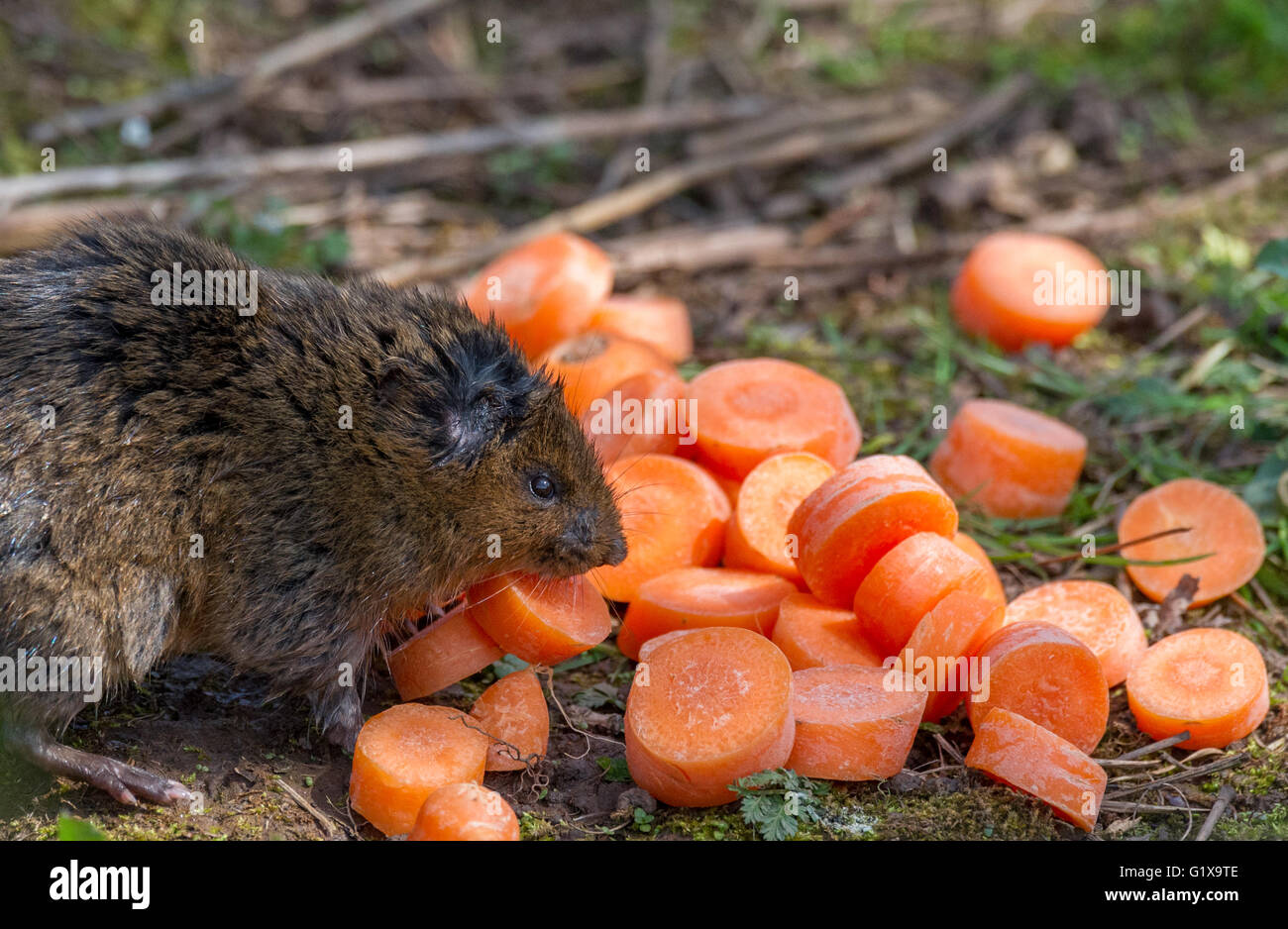 Rodent eating hi-res stock photography and images - Alamy