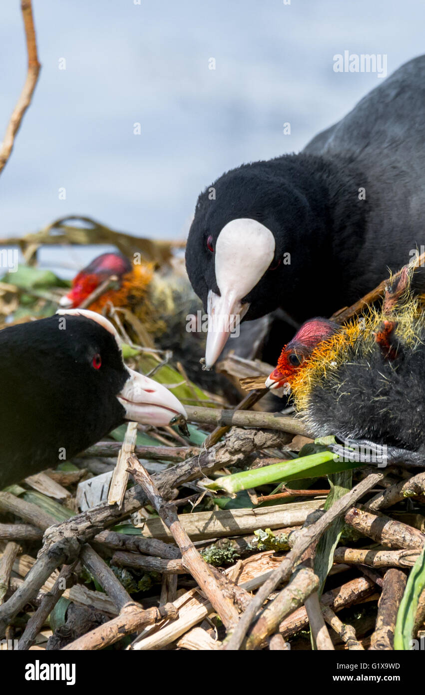 Male and female coots feeding day old chick Stock Photo - Alamy