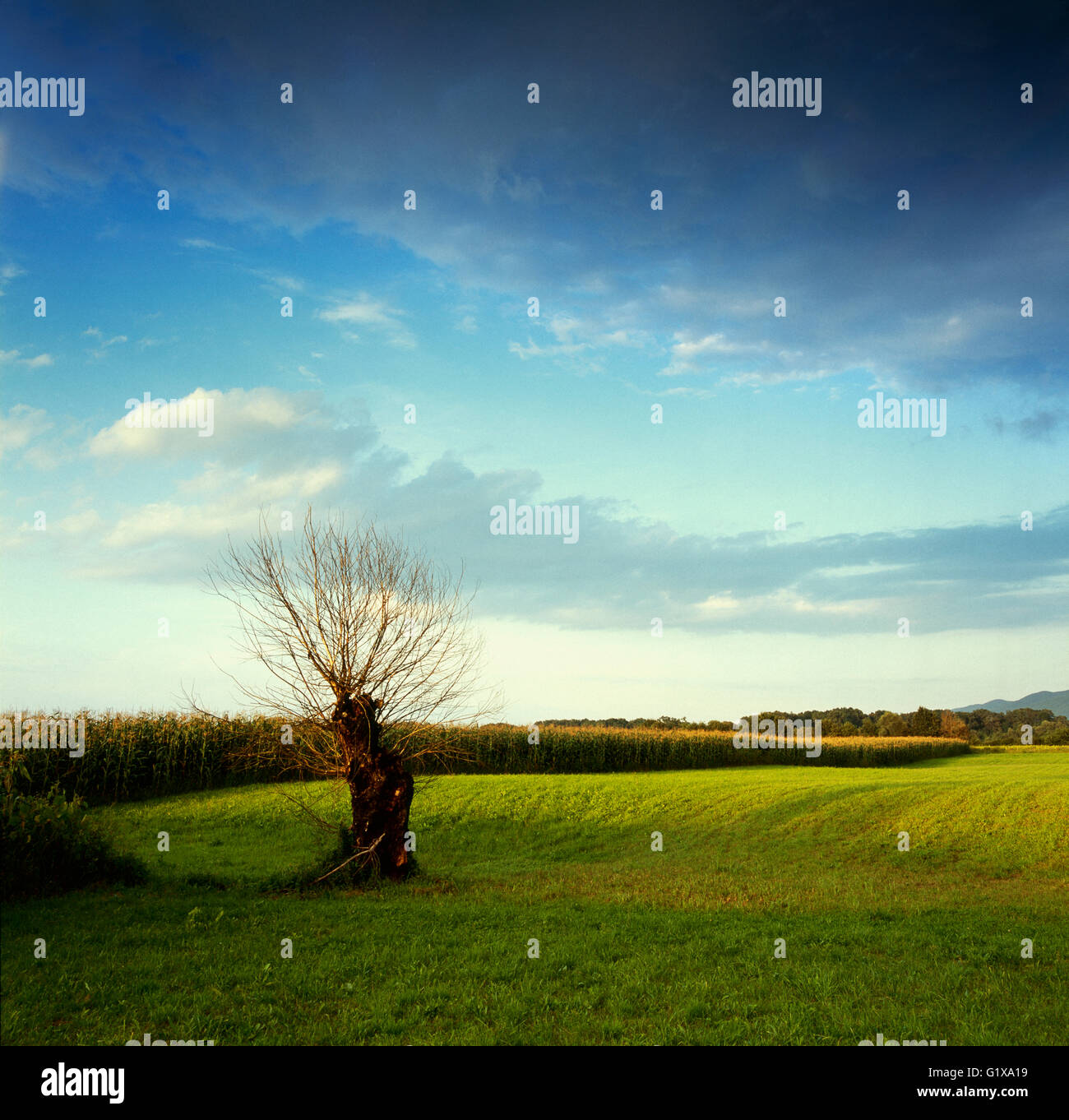 One urban green tree hi-res stock photography and images - Alamy