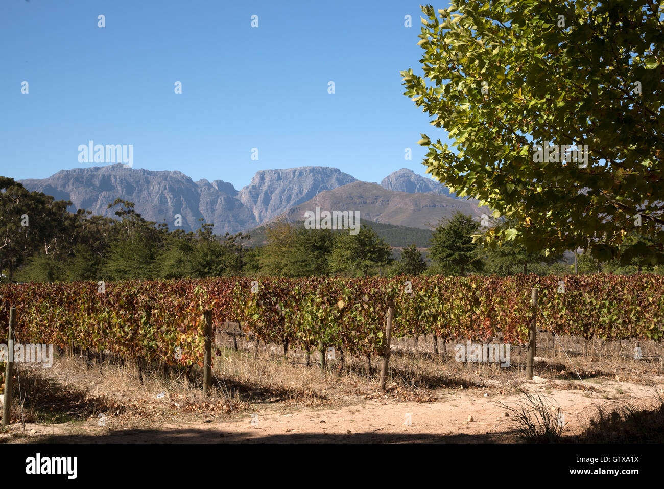Groot Drakenstein Mountains High Resolution Stock Photography and ...