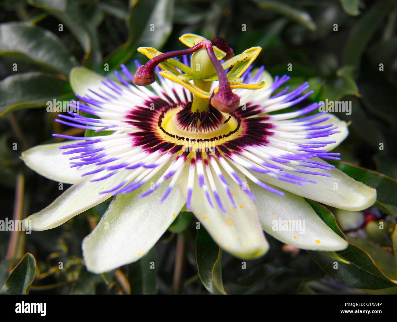Passiflora leaf hi-res stock photography and images - Alamy