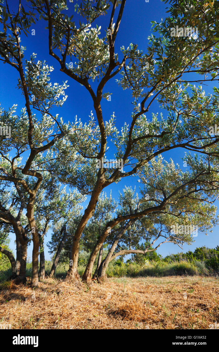 Olive tree branches under blue sky Stock Photo - Alamy