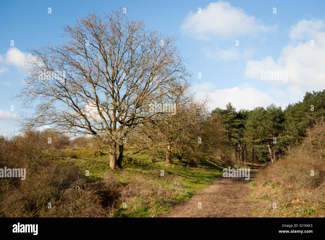 Large budding tree along a hiking path through the dunes, with pine ...