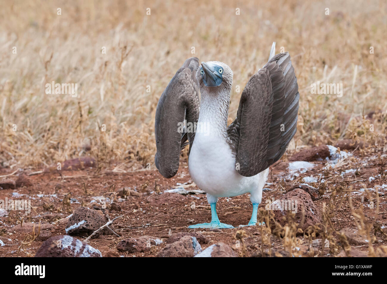 Blue Footed Booby Sula Nebouxii Doing Elaborate Mating Dance North