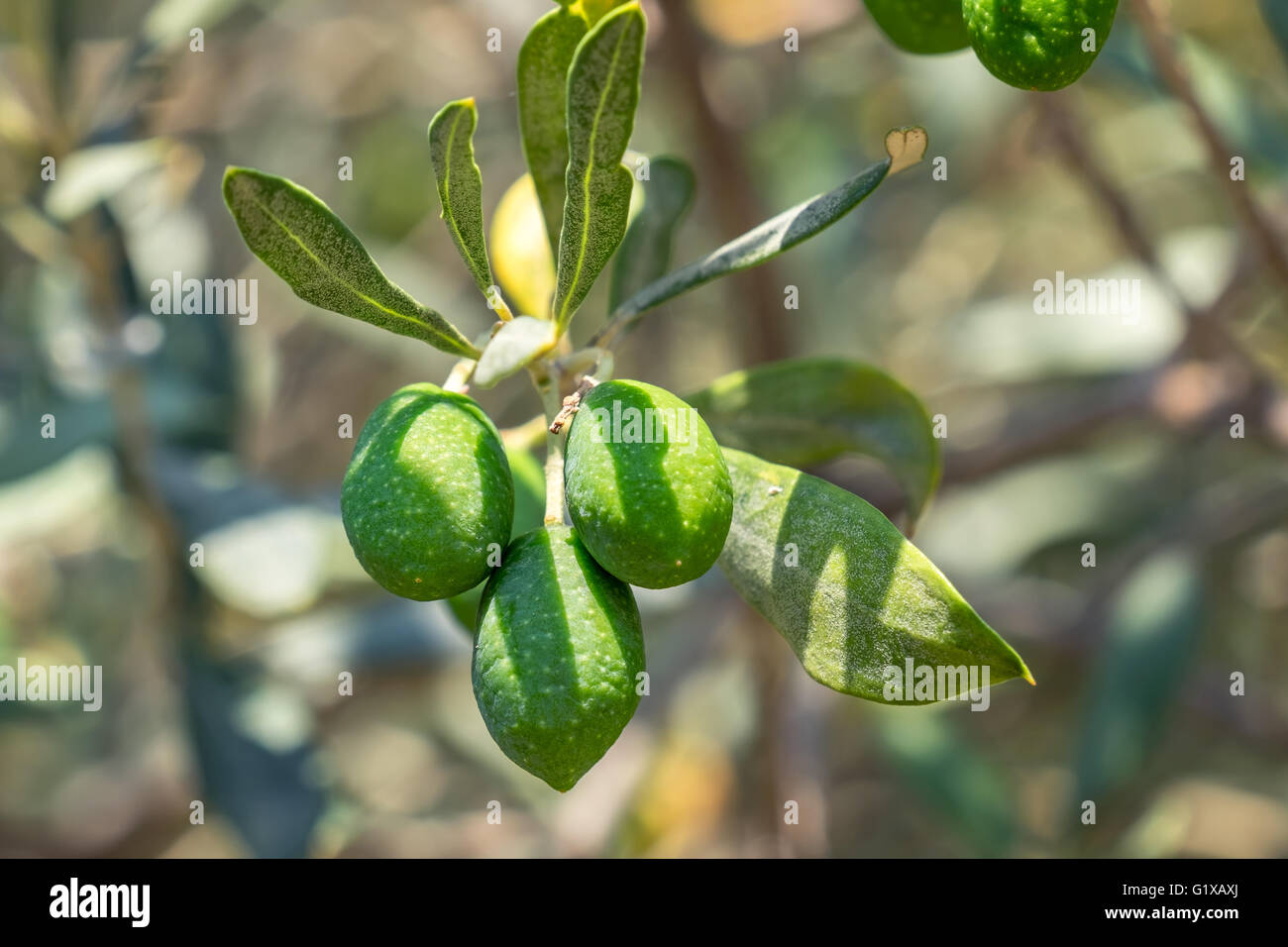 Green olive tree on branch hi-res stock photography and images - Alamy