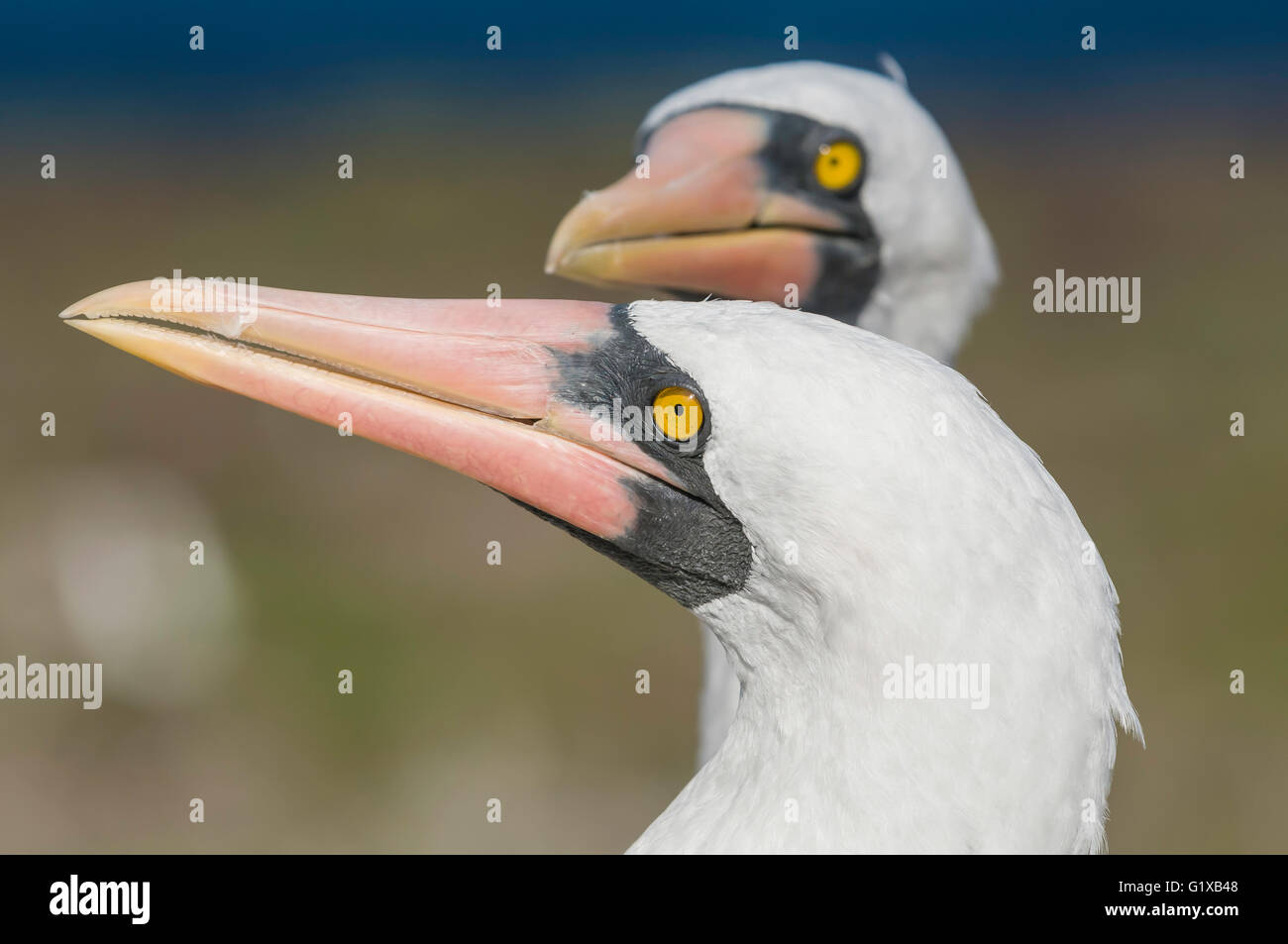 Nazca Booby, Sula granti, Isla Genovesa, Galapagos Islands, Ecuador ...