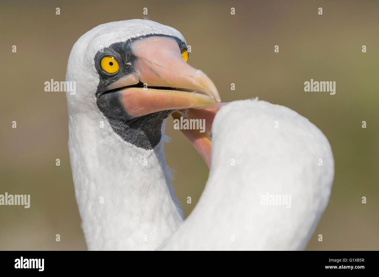 Nazca Booby, Sula granti, Isla Genovesa, Galapagos Islands, Ecuador ...
