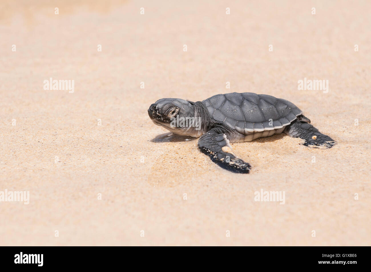 Baby green turtle hatching hi-res stock photography and images - Alamy
