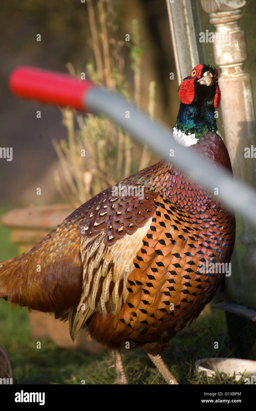 Cock Pheasant Stock Photo - Alamy