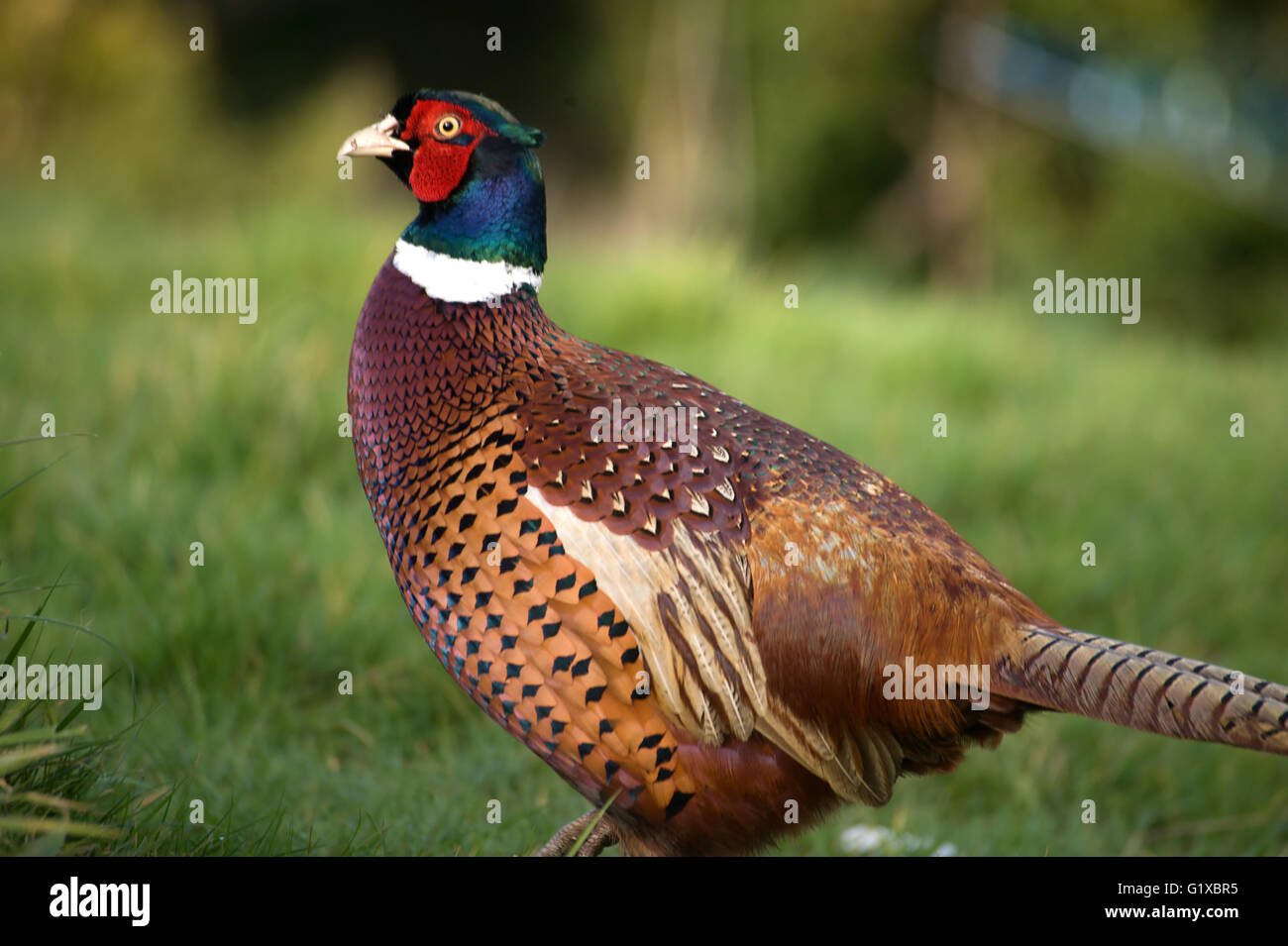 Cock Pheasant Stock Photo - Alamy