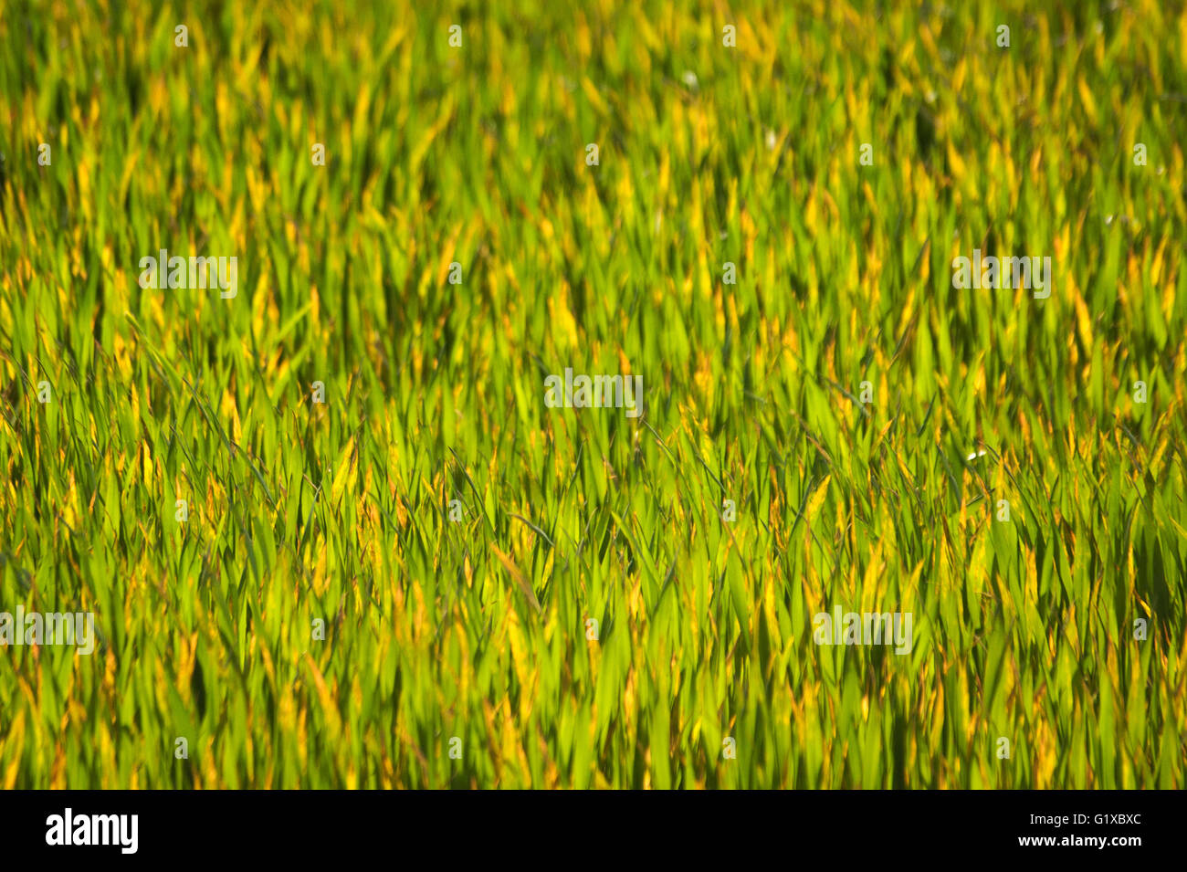 Field of grass Stock Photo - Alamy