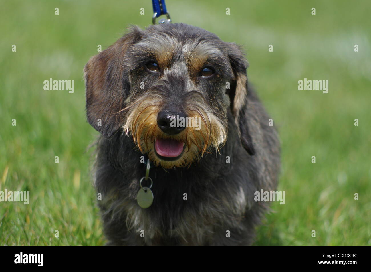 Wire haired Dachshund Stock Photo - Alamy