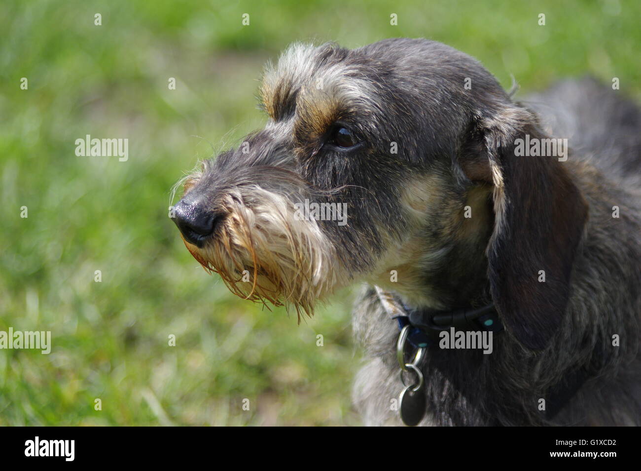 Wire haired Dachshund Stock Photo - Alamy