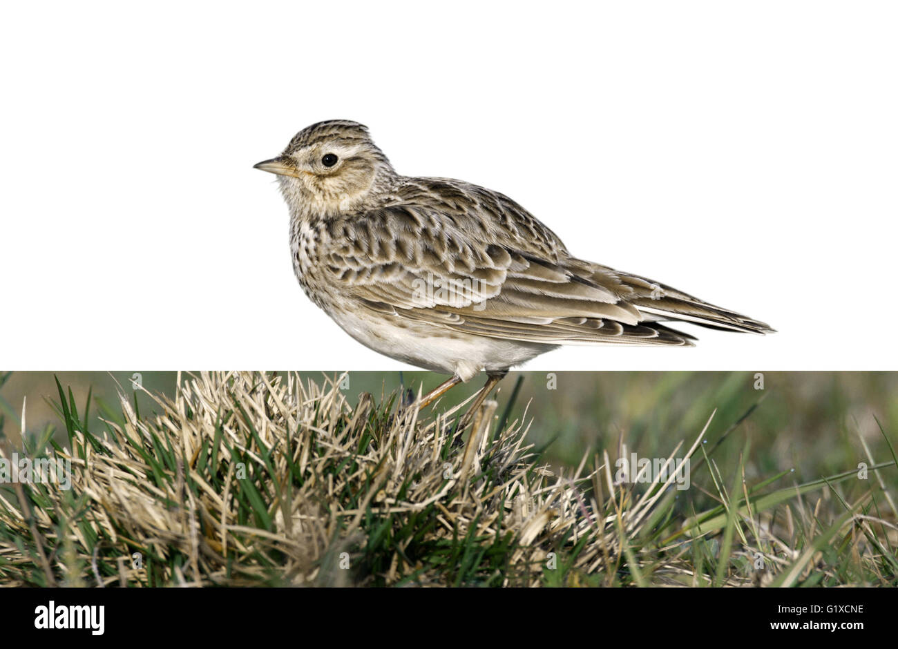 Skylark - Alauda arvensis Stock Photo - Alamy