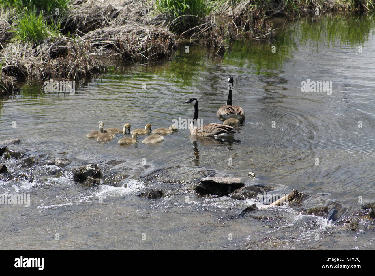 Canada Geese and Goslings swimming in slow moving creek Stock Photo - Alamy