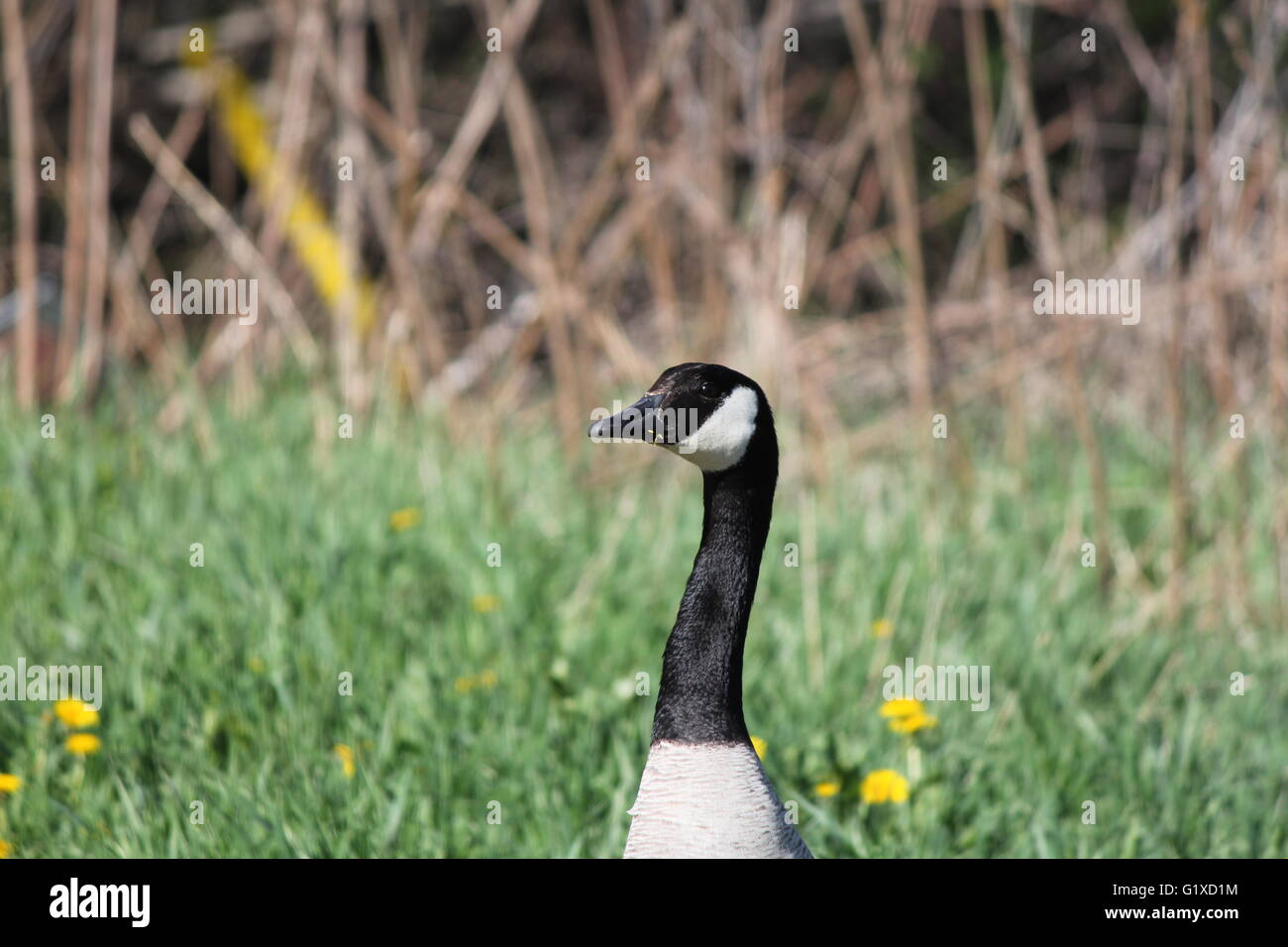 Head and Neck of a Canada Goose Stock Photo - Alamy