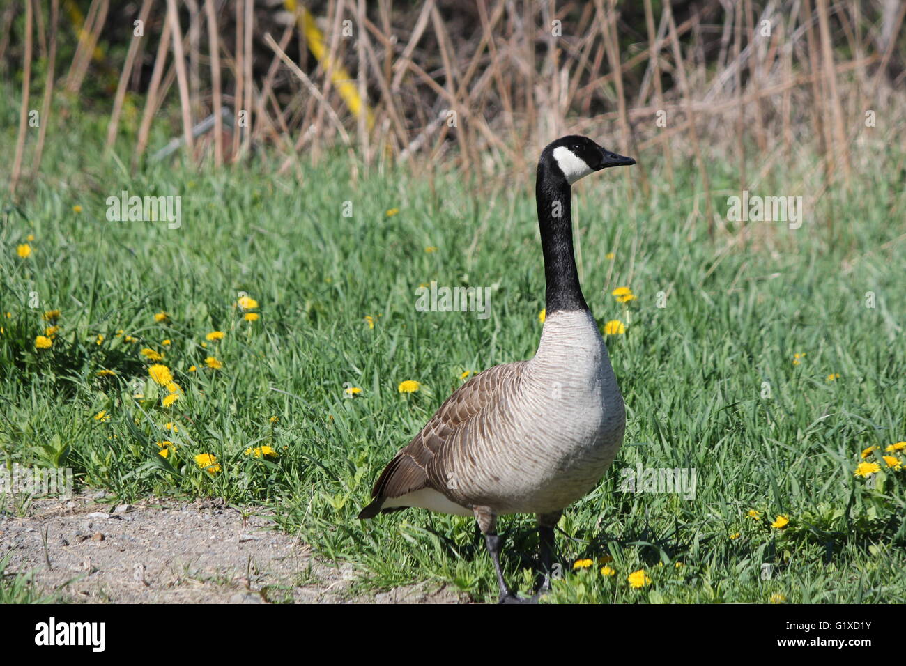 Canada goose standing hi-res stock photography and images - Alamy