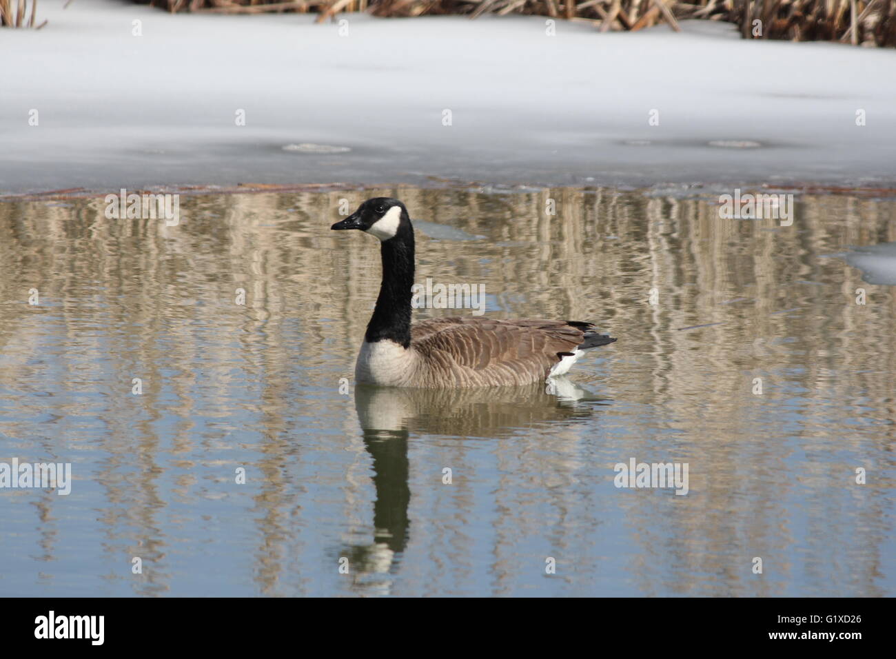 Canada goose swimming hi-res stock photography and images - Alamy