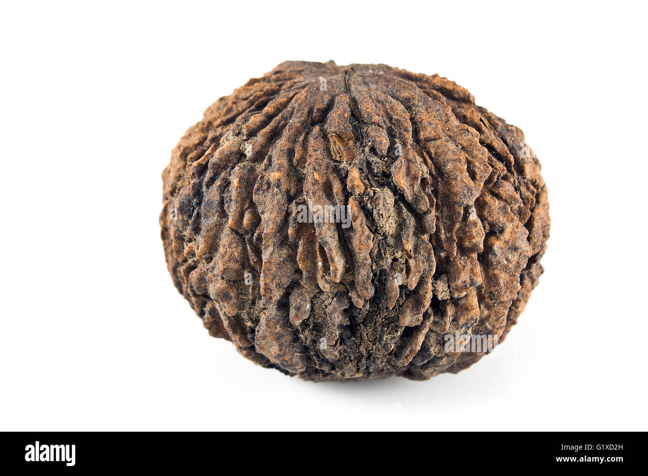 Tree seed isolated on white Stock Photo - Alamy