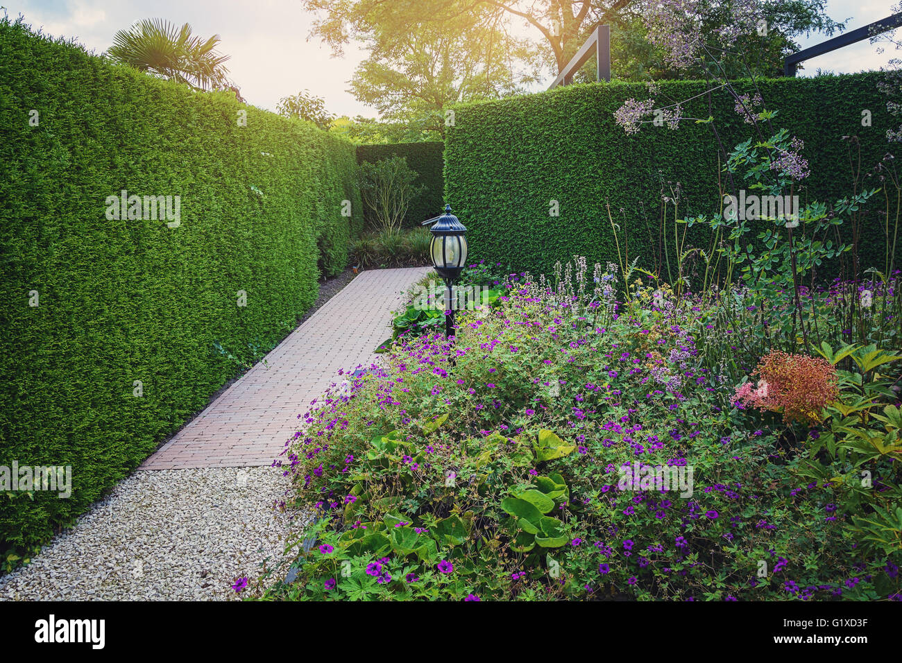 Hedge, path and a lantern in the garden area Stock Photo - Alamy