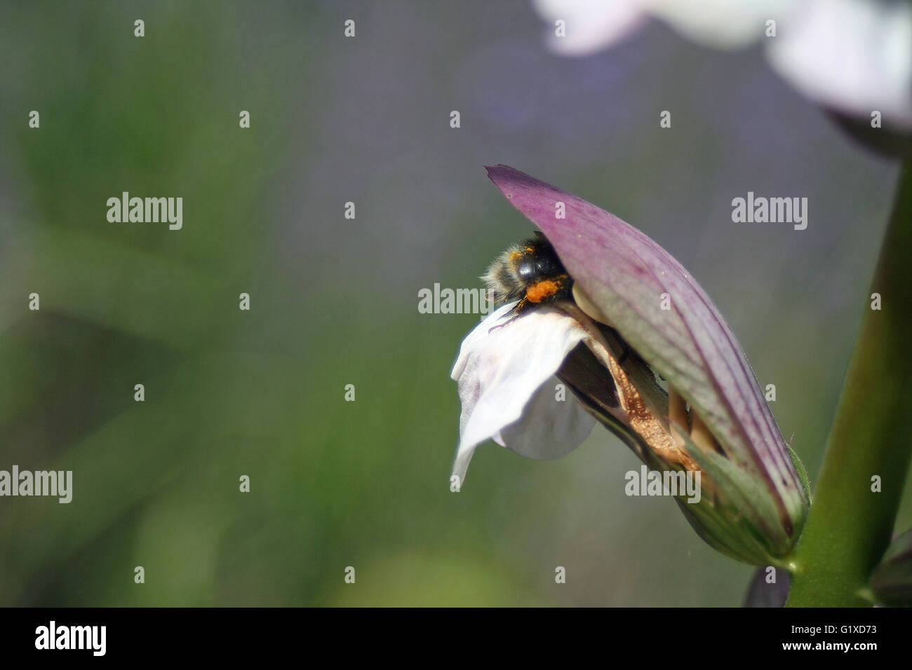 Back Of Bee High Resolution Stock Photography and Images - Alamy