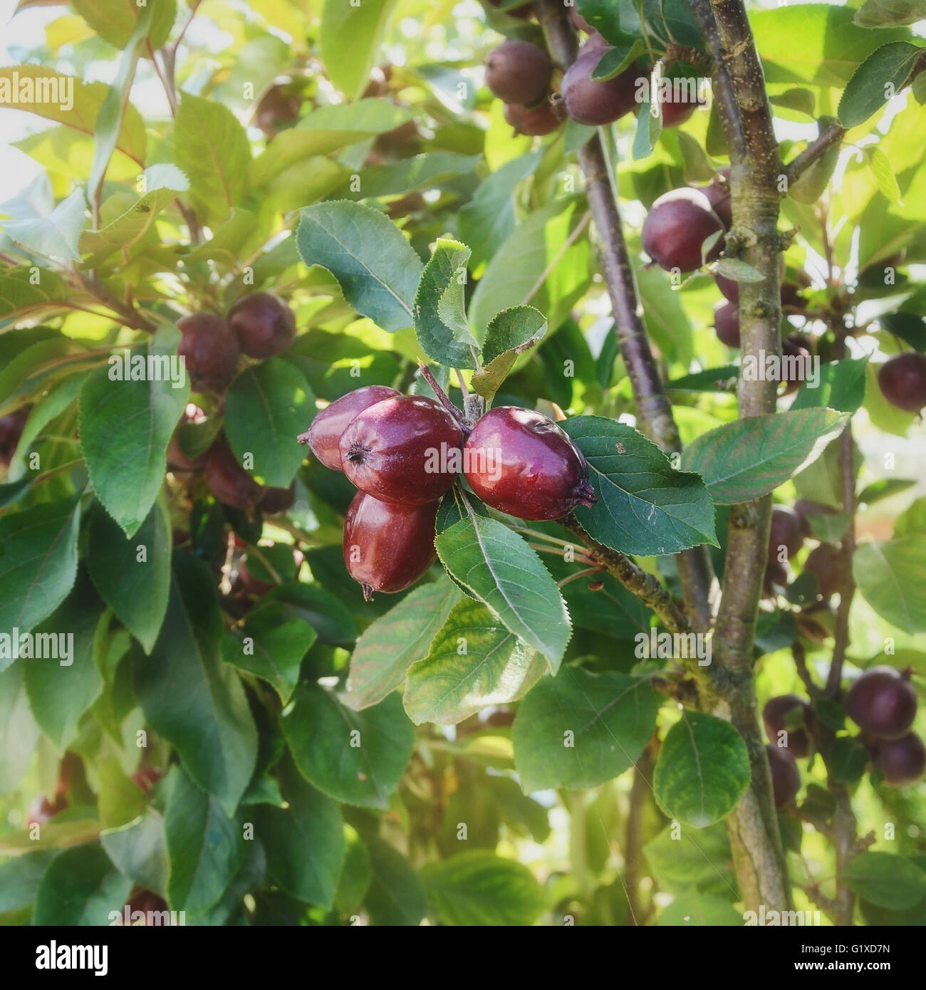 Apples hanging on the tree hi-res stock photography and images - Alamy