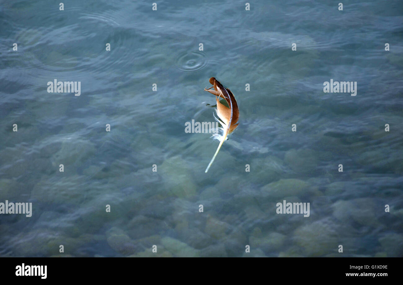 Single feather floating in shallow blue water Stock Photo - Alamy