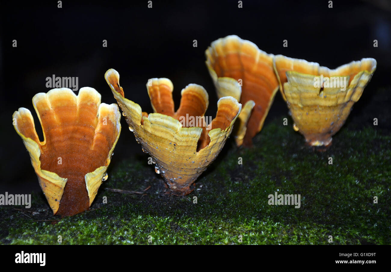 Fungi in australia hi-res stock photography and images - Alamy