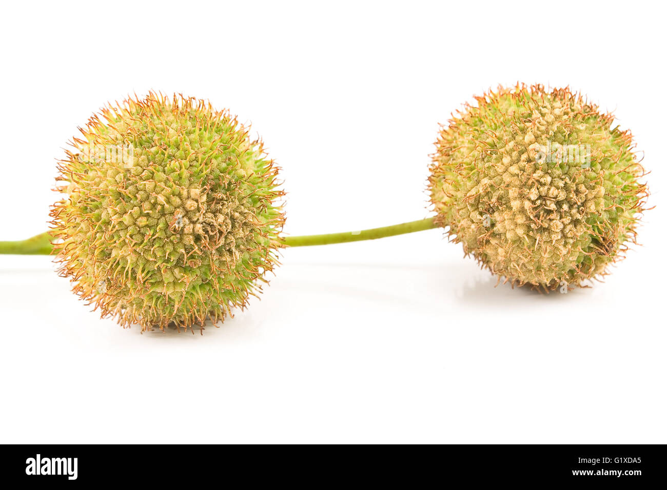 Fruit sycamore plane tree hi-res stock photography and images - Alamy