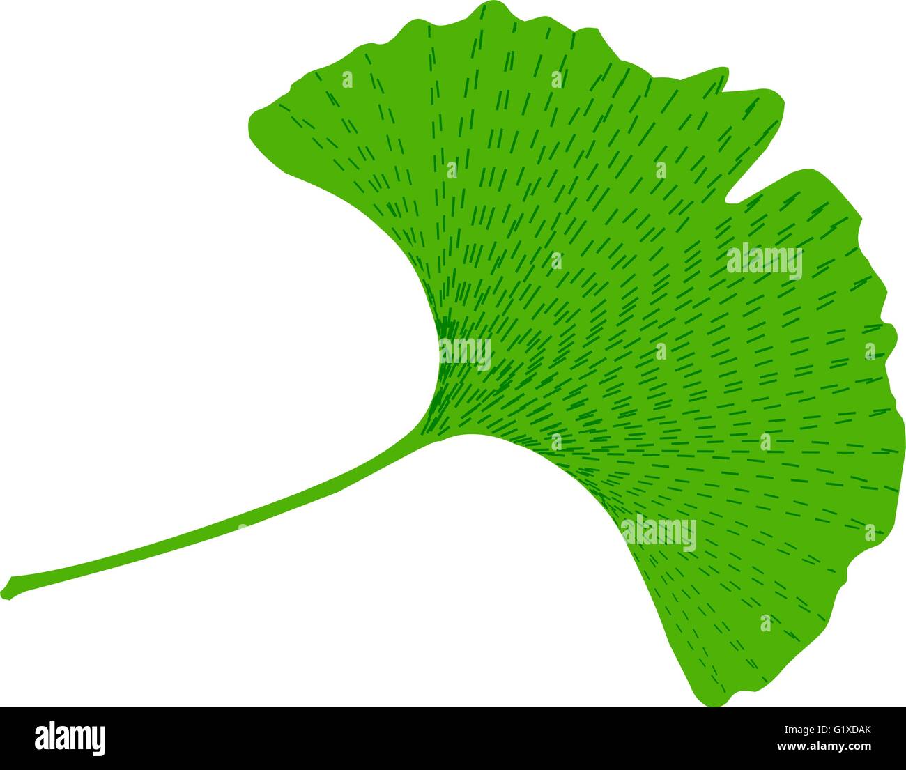 Leaves of ginkgo biloba, Vector illustration on white background Stock ...