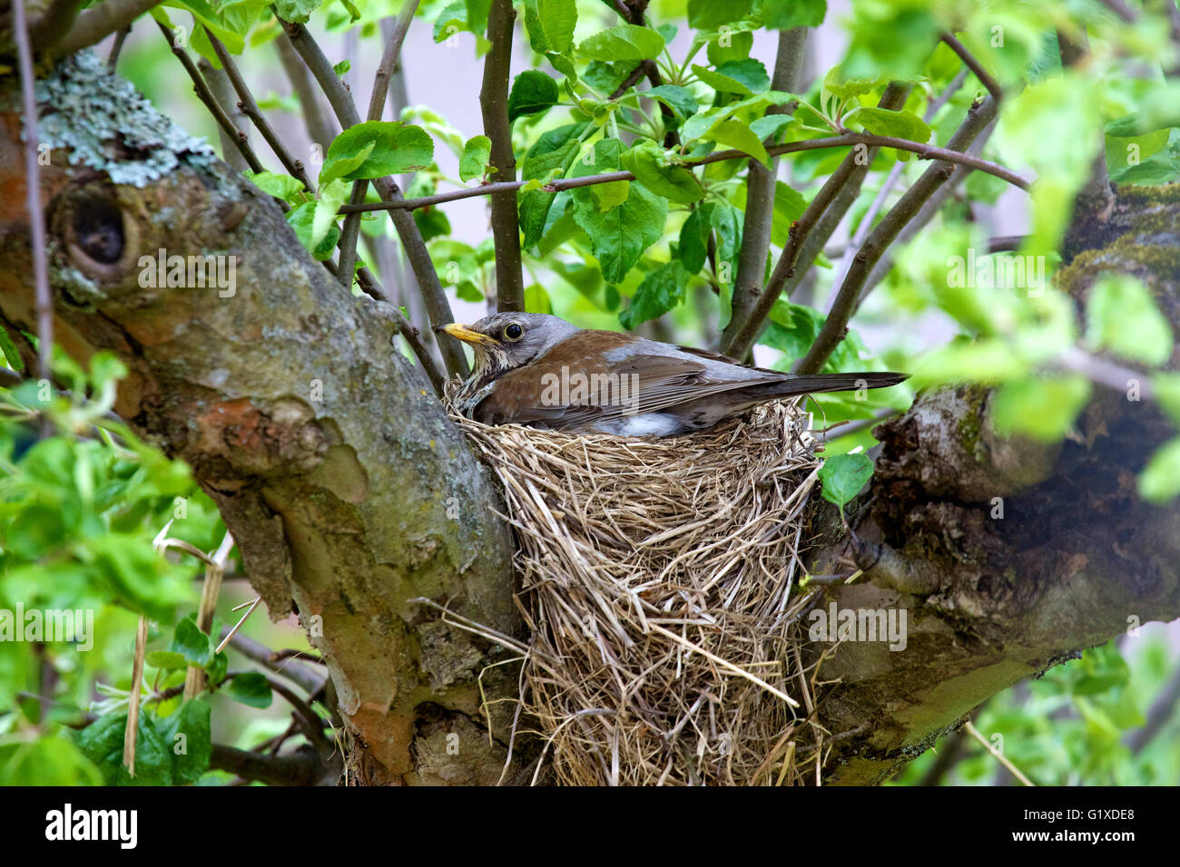 Thrush fieldfare (Turdus pilaris) in a nest with chicks. Stockholm ...