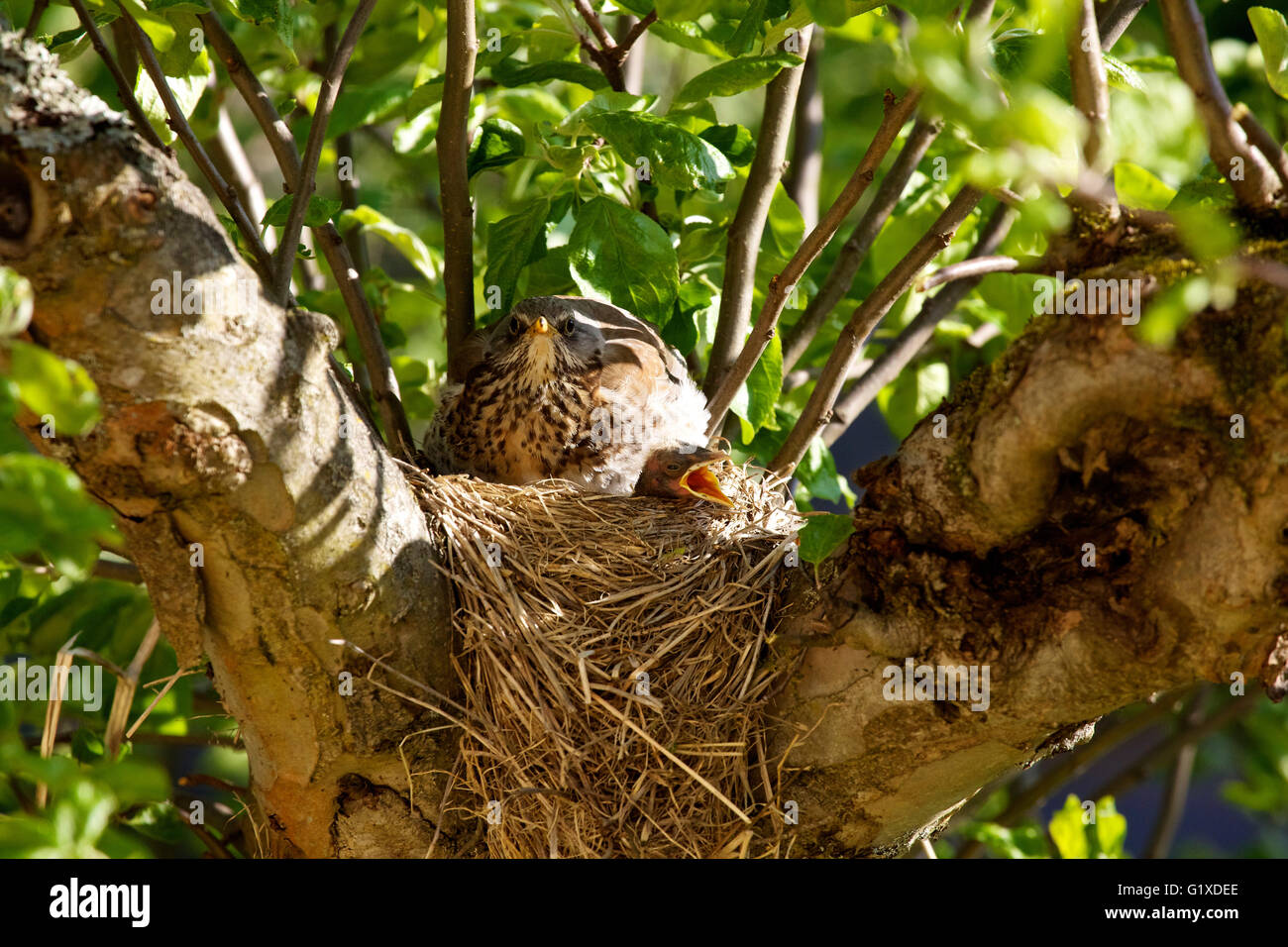 Thrush fieldfare (Turdus pilaris) in a nest with chicks. Stockholm ...