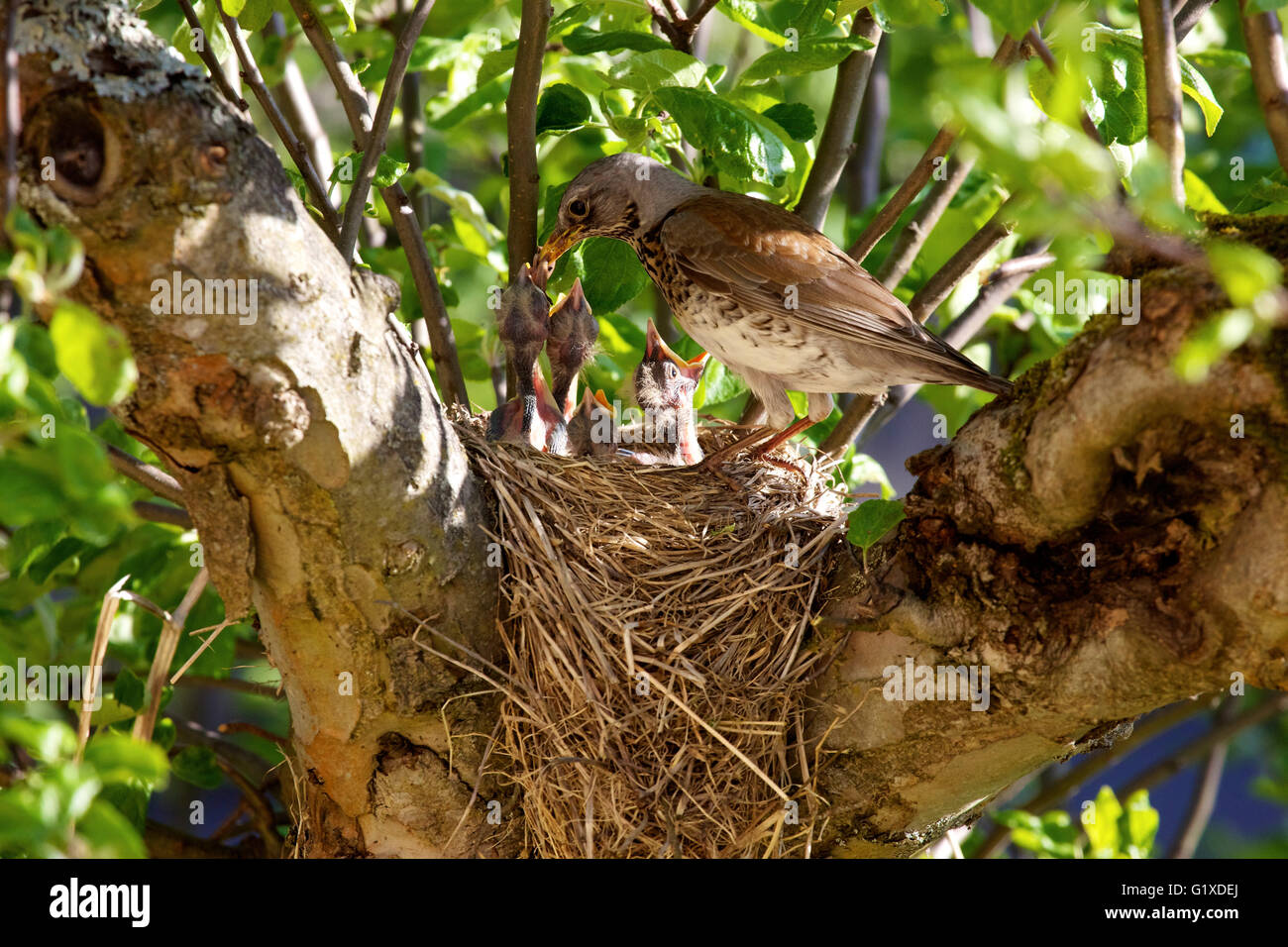 Thrush Fieldfare feeding hungry chicks. Stockholm, Sweden Stock Photo ...