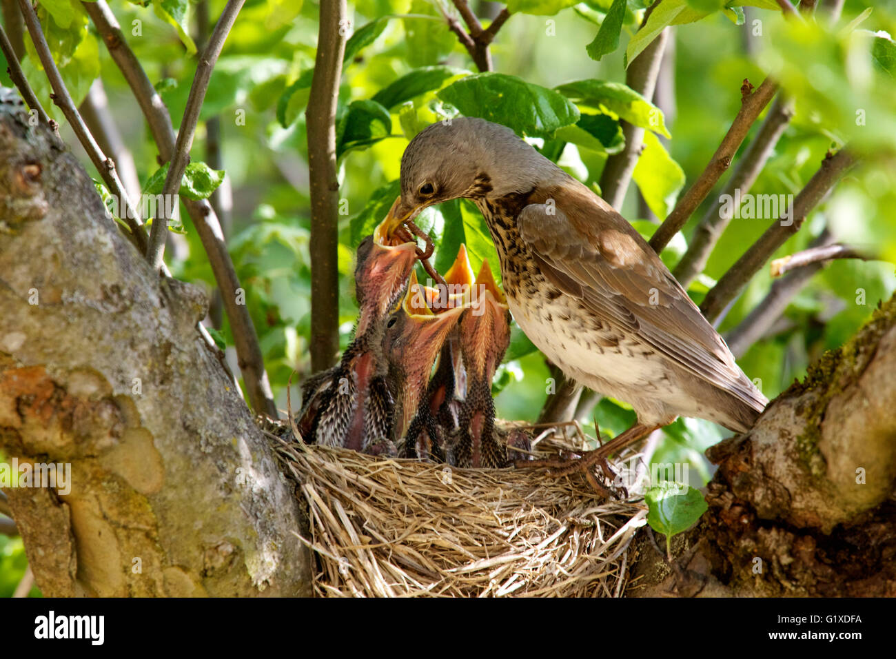 Hungry chicks hi-res stock photography and images - Alamy