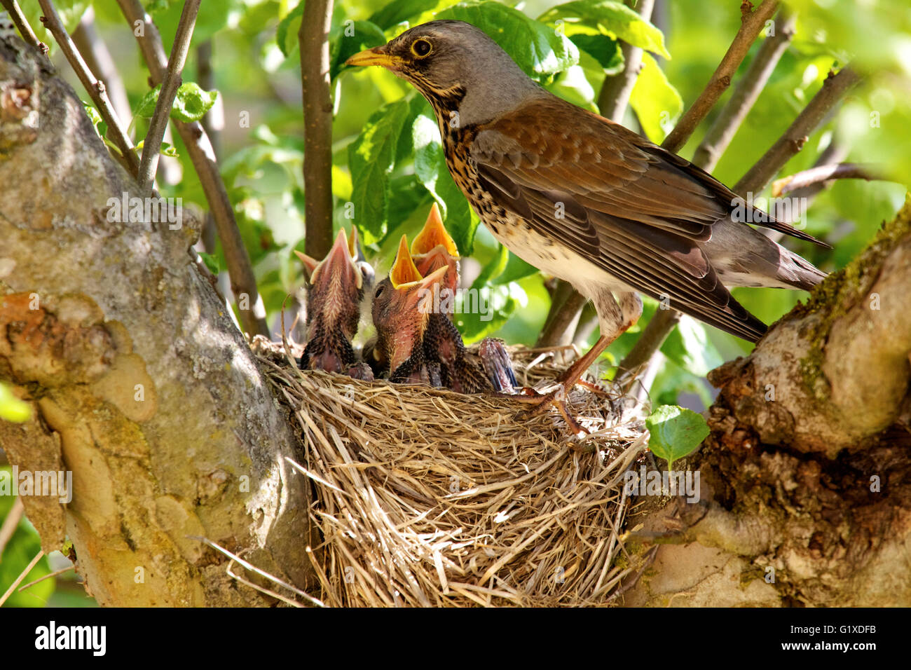 Juvenile fieldfare hi-res stock photography and images - Alamy
