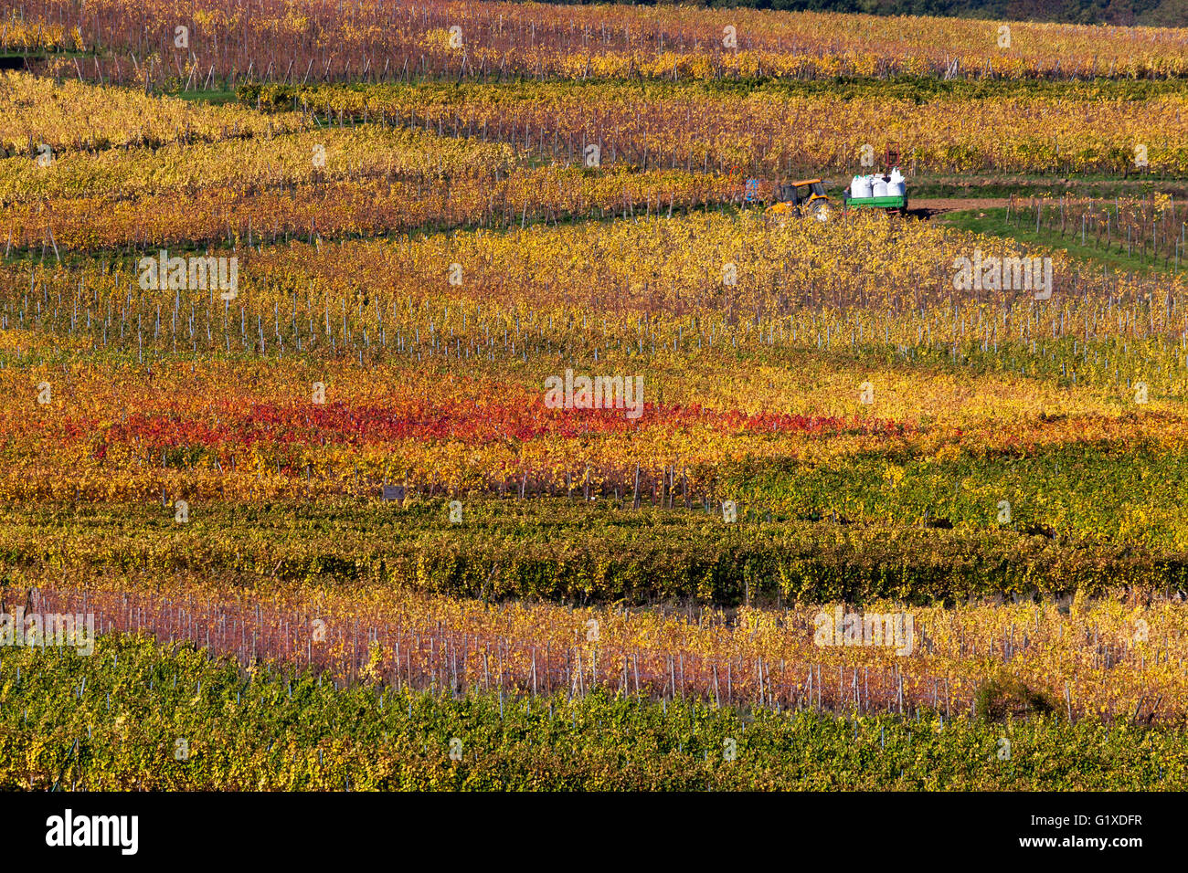 Autumn in the vineyards of alsace hi-res stock photography and images ...