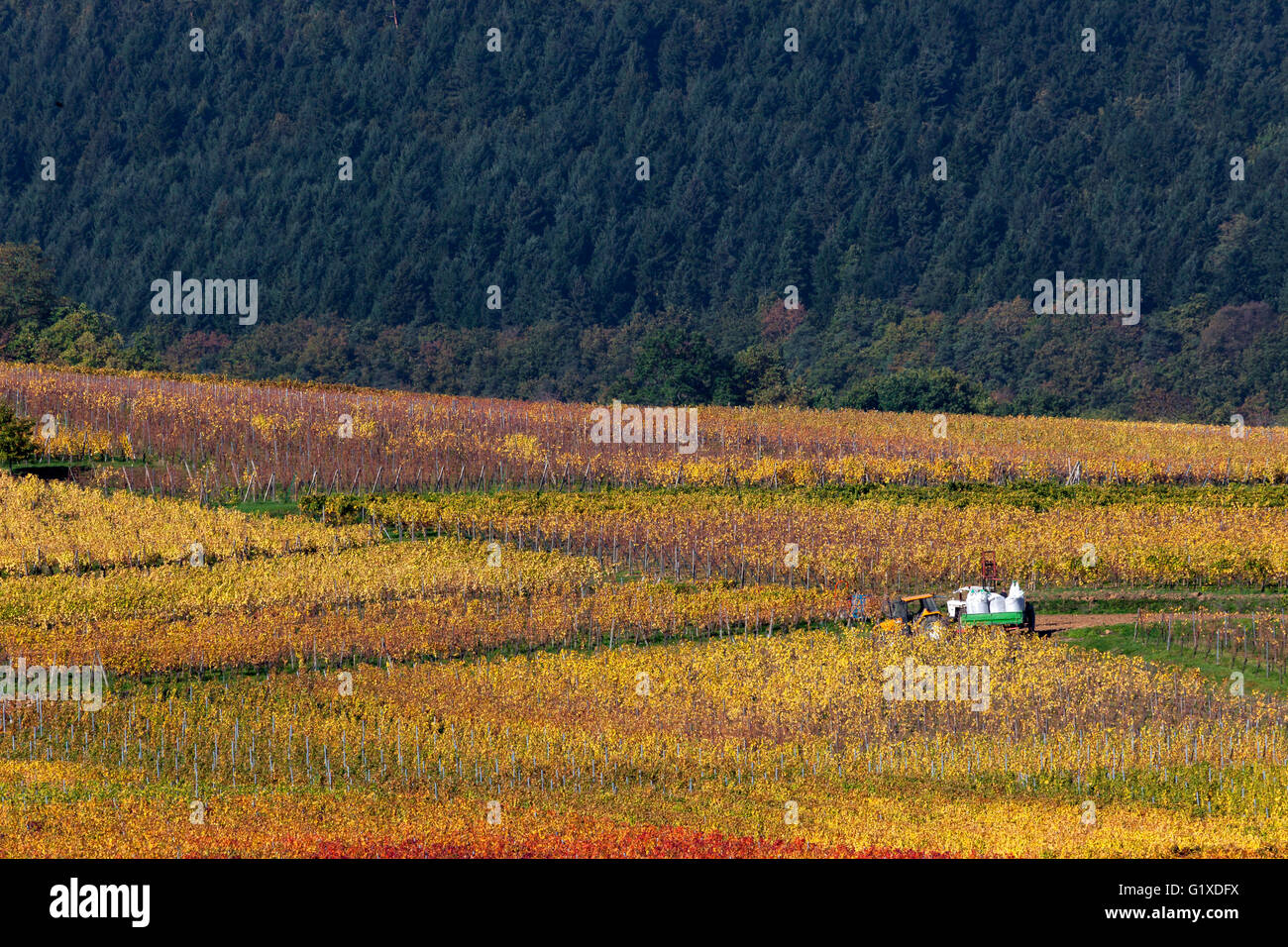 Aerial view vineyards autumn hi-res stock photography and images - Alamy