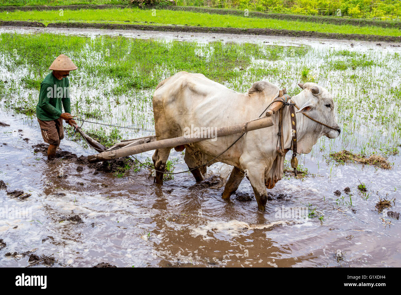 Farmer plowing a paddy in village nearby volcano Merapi. Java Indonesia ...