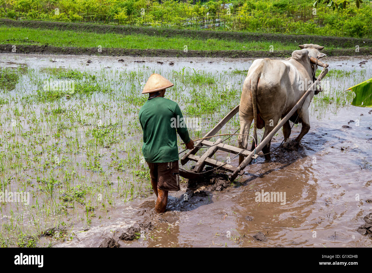 Farmer plowing a paddy in village nearby volcano Merapi. Java Indonesia ...