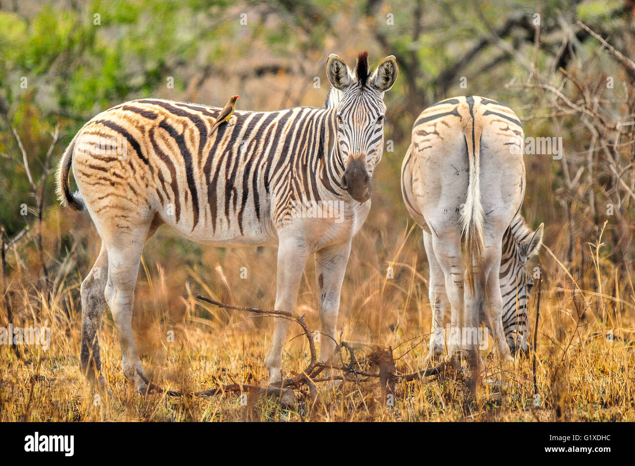 Zebra on the Plains of Africa Stock Photo - Alamy