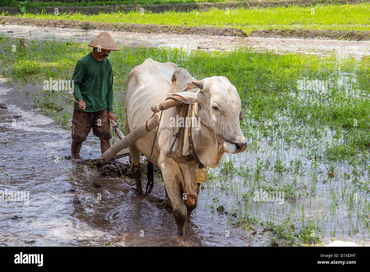 Volcano and fertile soil hi-res stock photography and images - Alamy