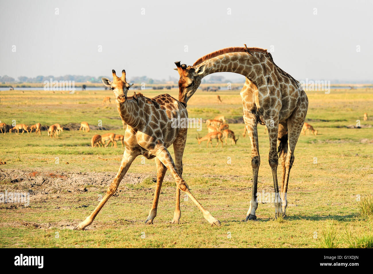 Giraffe of the Plains of Africa Stock Photo - Alamy