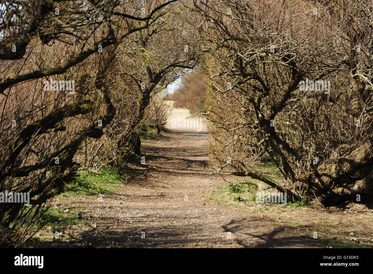 Path through trees Stock Photo - Alamy